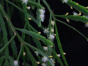 Rhipsalis care